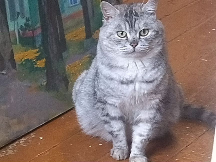 Британская кошка