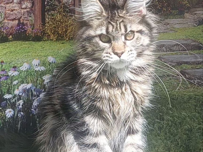 Котята мейн-кун
