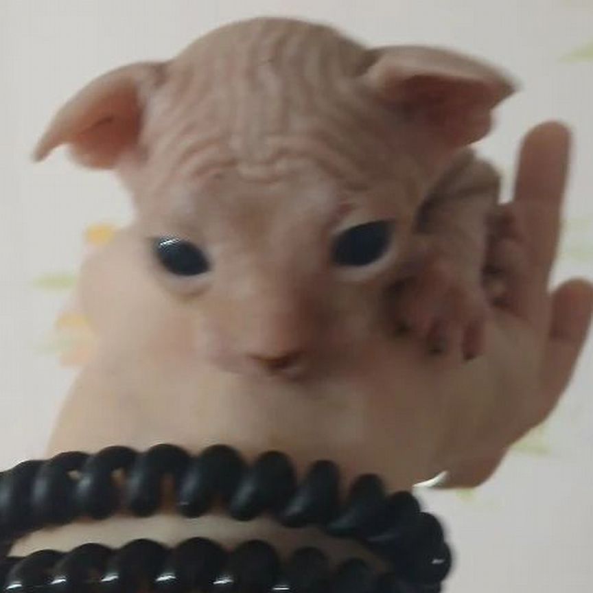 Канадский сфинкс котёнок