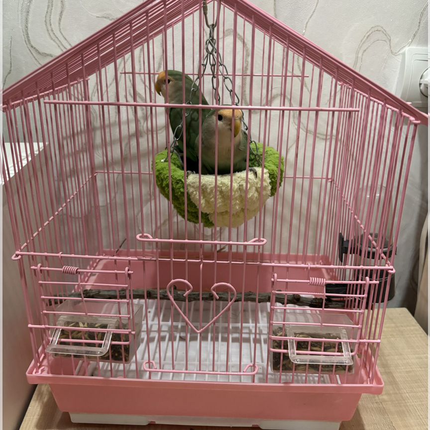 Попугаи неразлучники