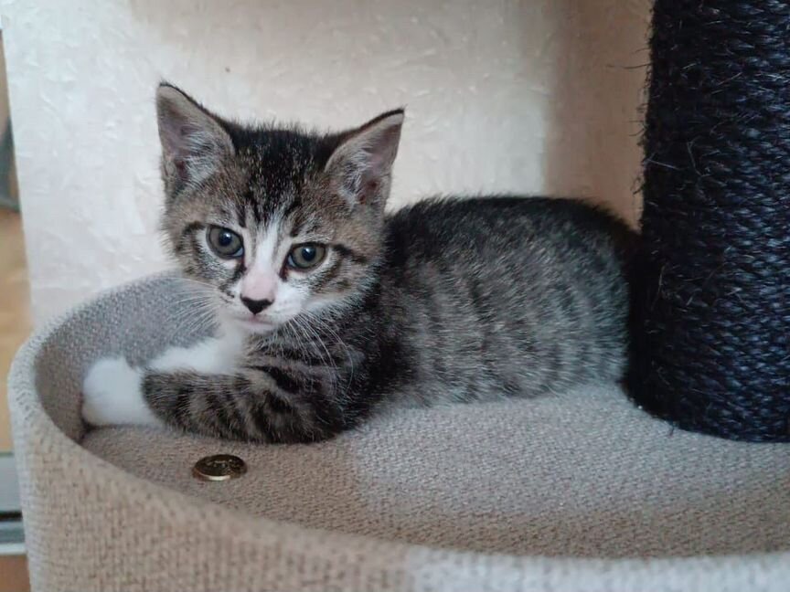 Котята в добрые руки 1,5мес