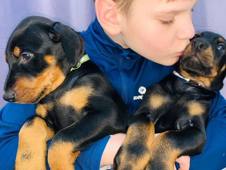 Доберманчики