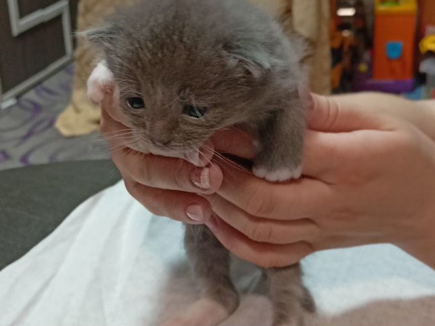 Продам шотландских котят