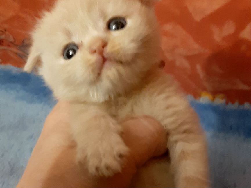 Шотландский котик
