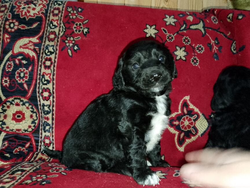 Щенки русского спаниеля