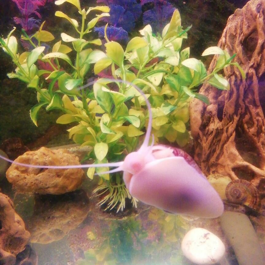 Улитки аквариумные ампулярии