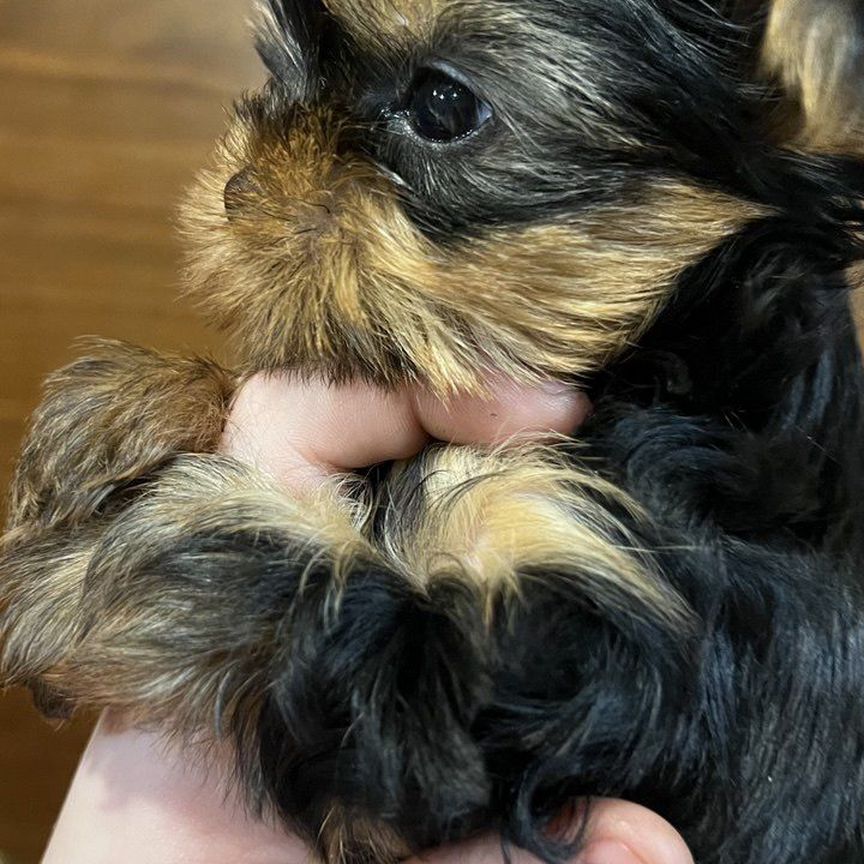 Йоркширский терьер мини очень мимимишные