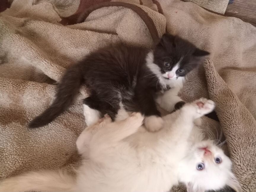 Котята сиамцы