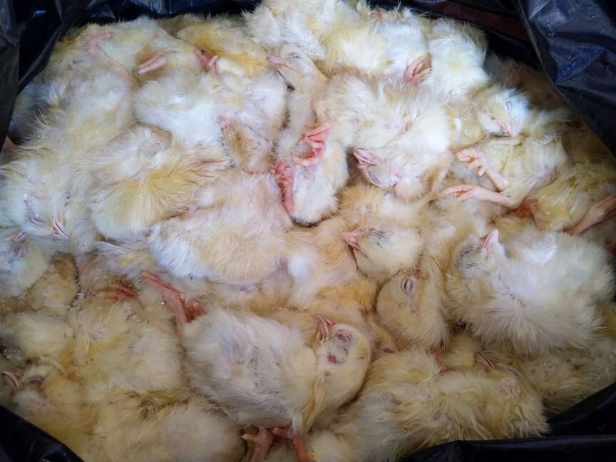 Суточные цыплята на корм животным,заморозка