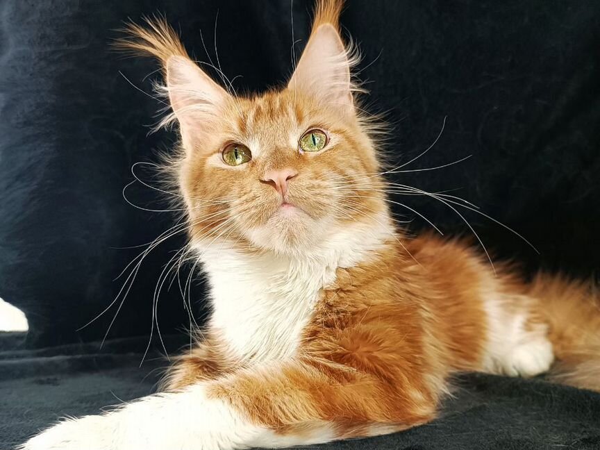 Фeoнa котенок Мейн кун в бpид