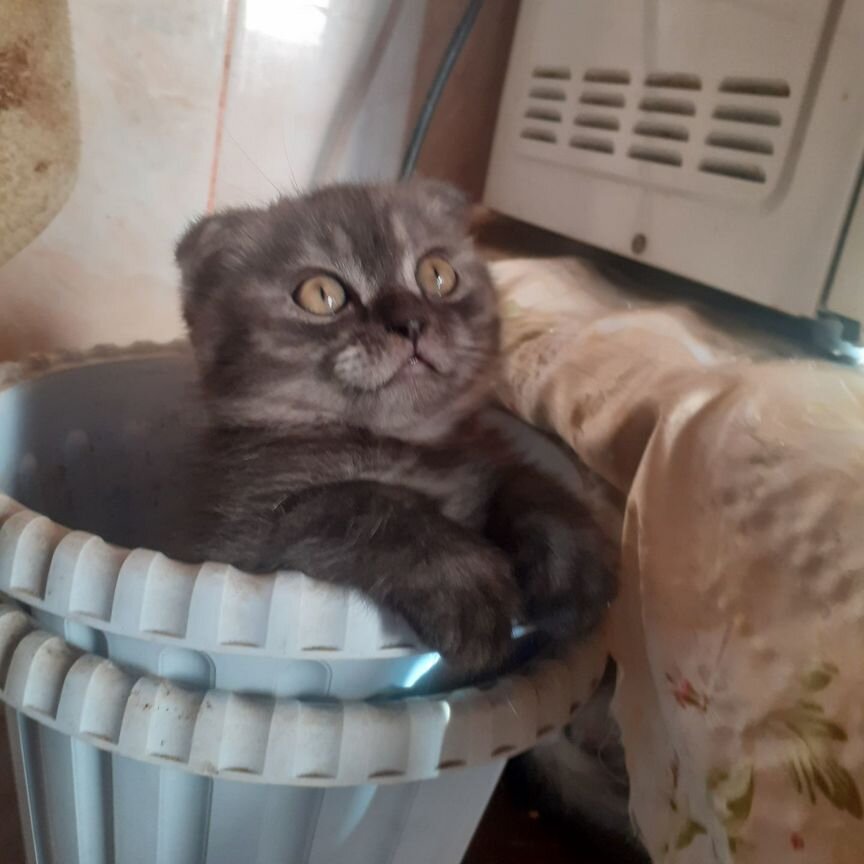 Шотландская