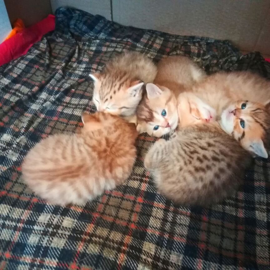 Котята золотая шиншилла