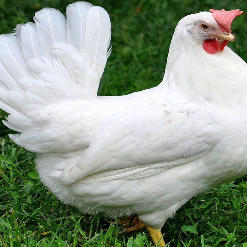Куры леггорн, уже несутся