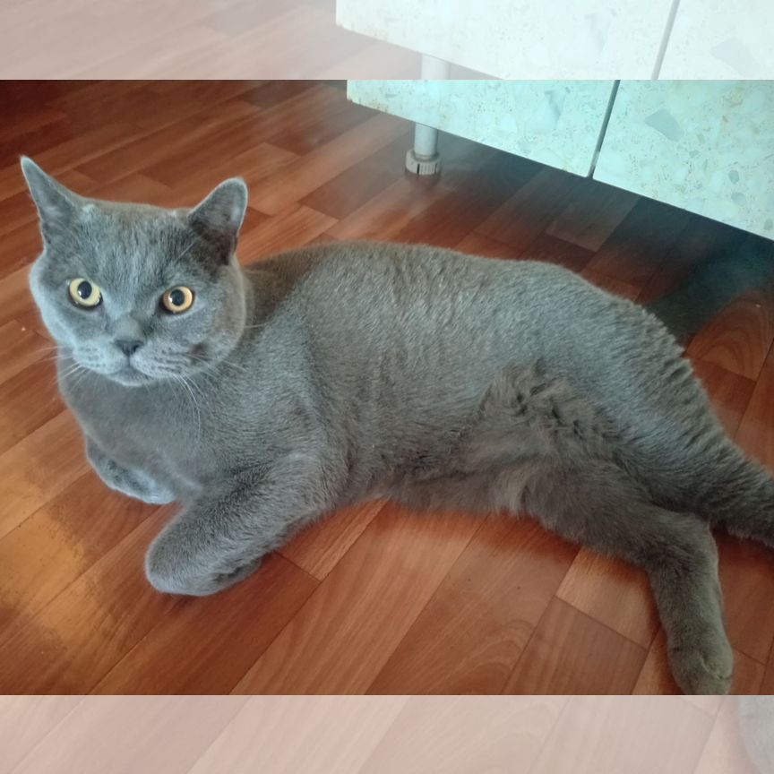 Британский короткошёрстный, взрослый кот