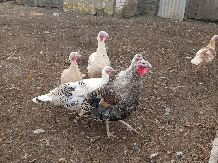 Индюки домашние