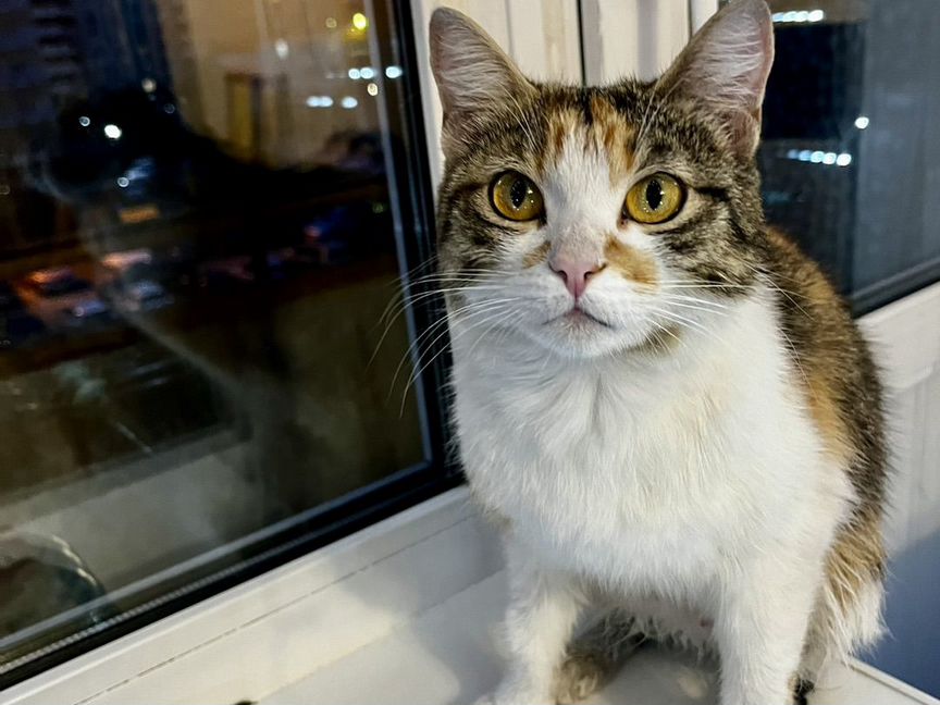 Трехцветная кошечка в любящие руки