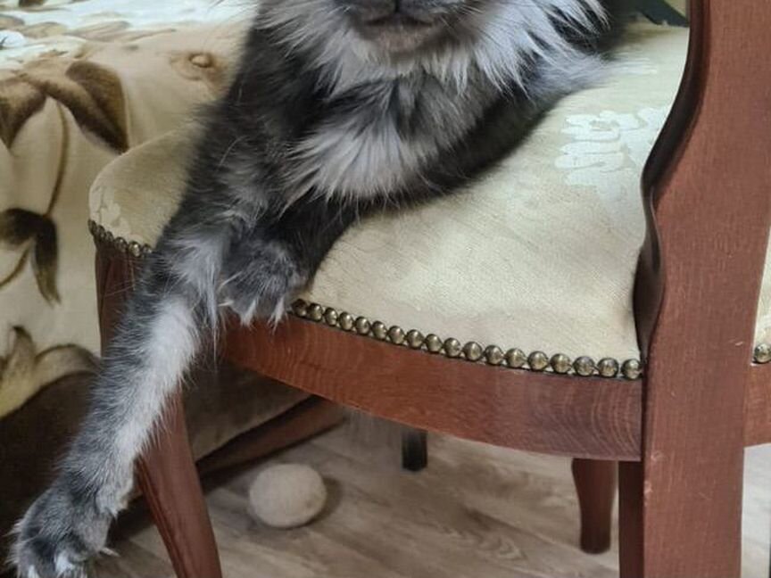 Продам Мейн-кун котенка с родословной