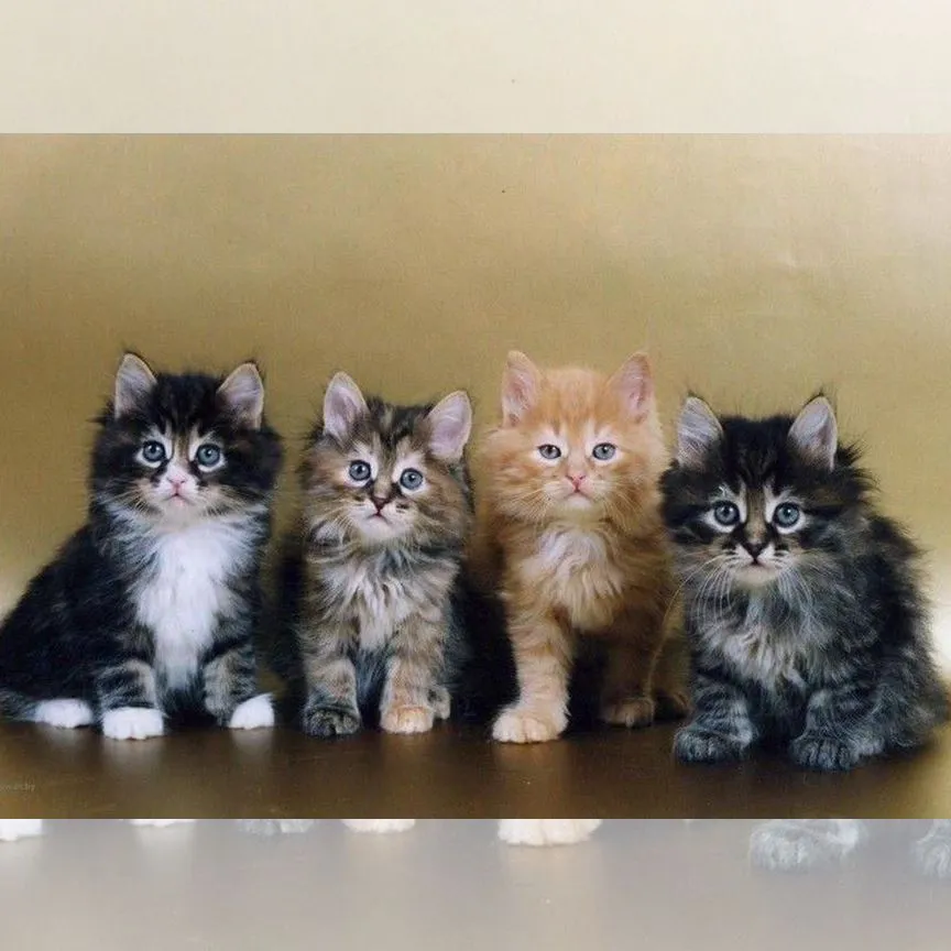 Норвежские лесные котята