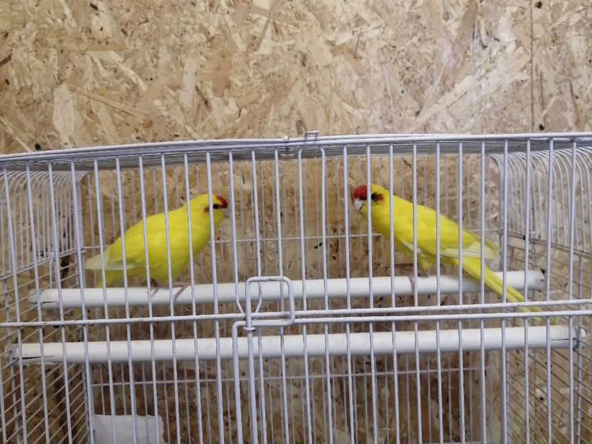 Попугай какарик