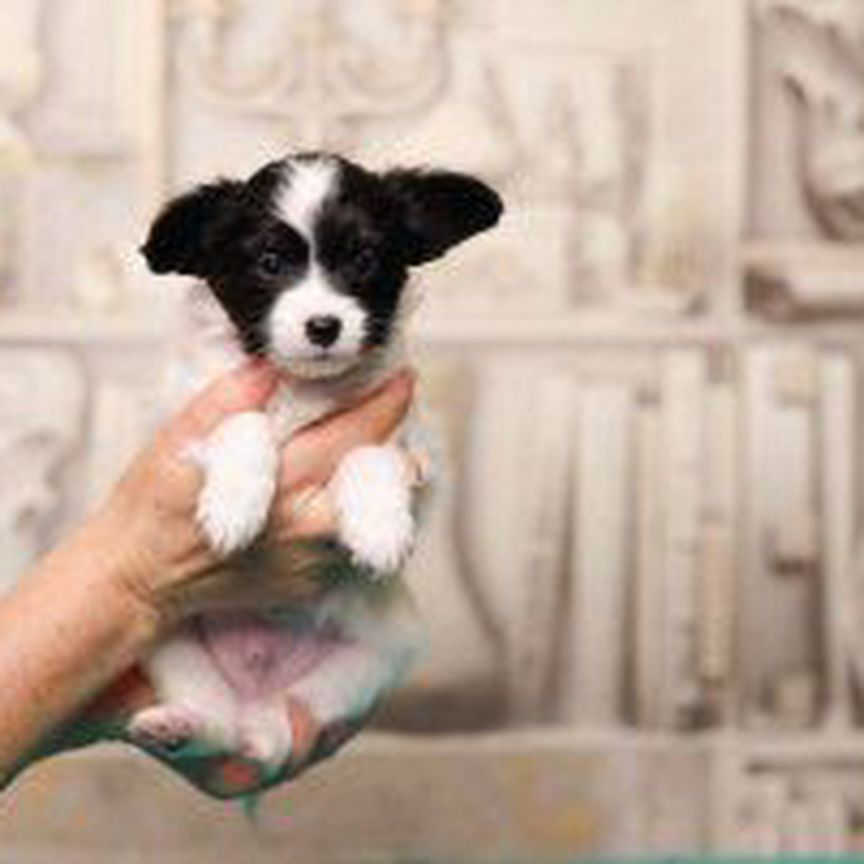 Щенок породы папийон