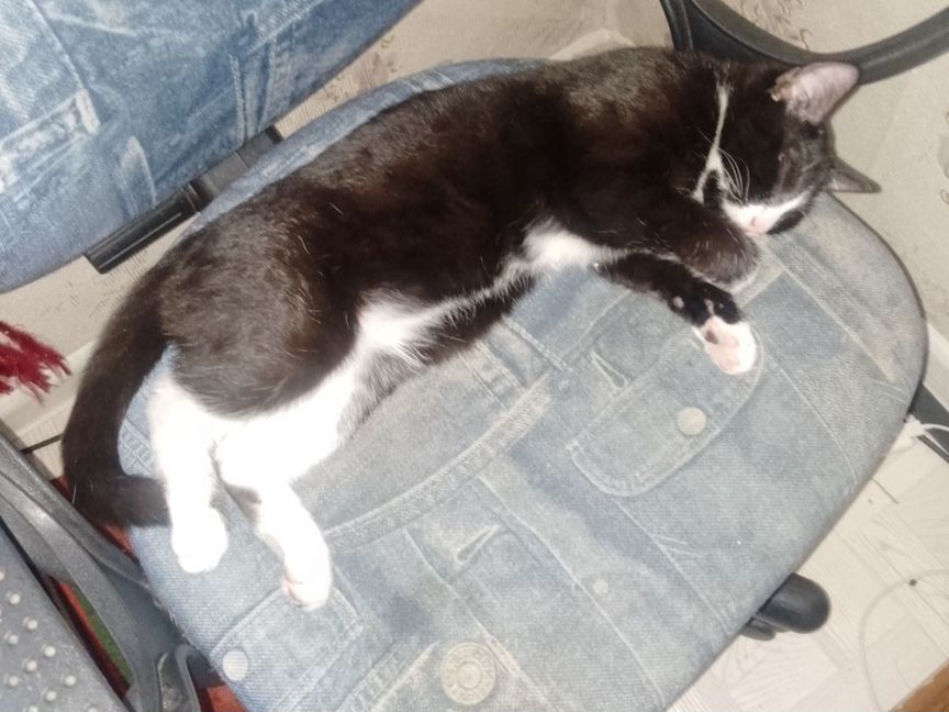 Отдам бесплатно