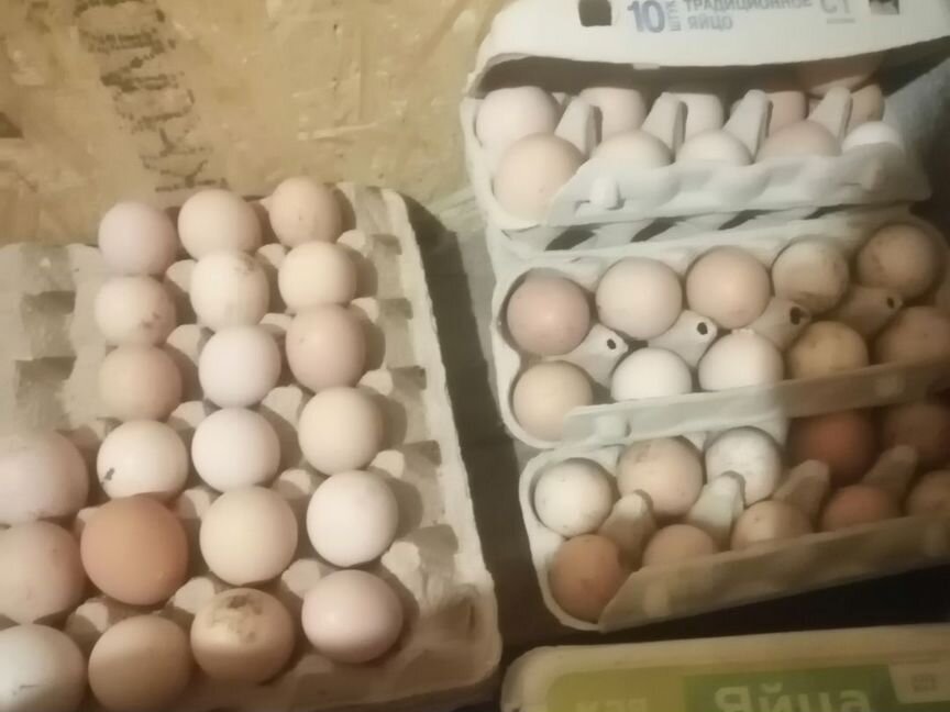 Домашние куриные яйца