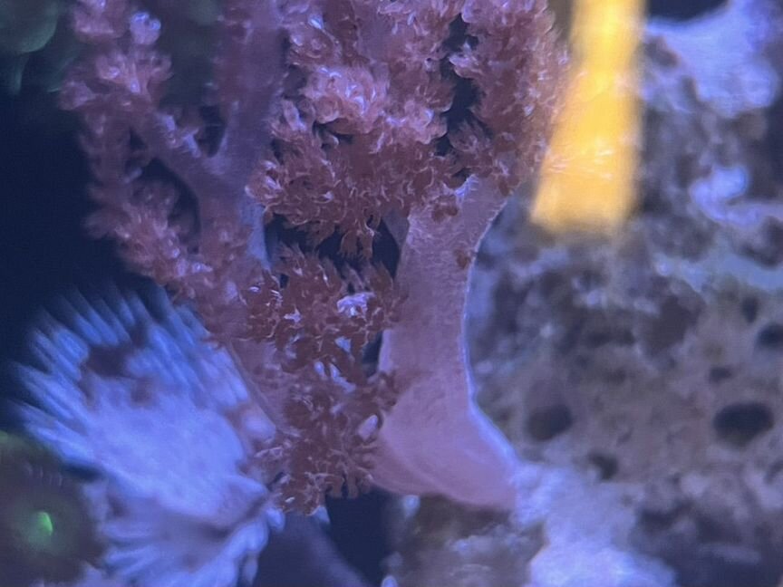 Морские кораллы