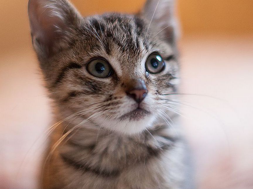 Маленькая лапушка ждёт своих мам и пап