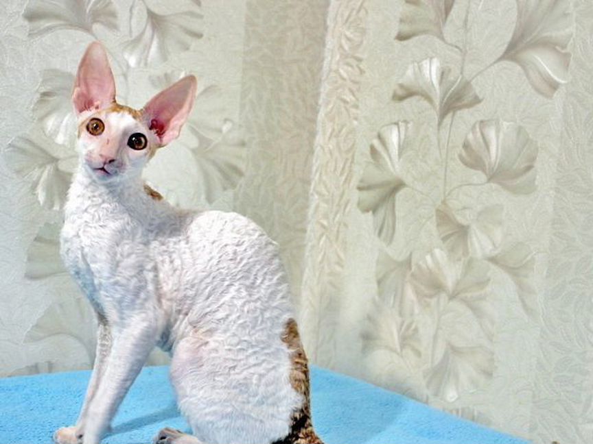 Мегаласковый парень