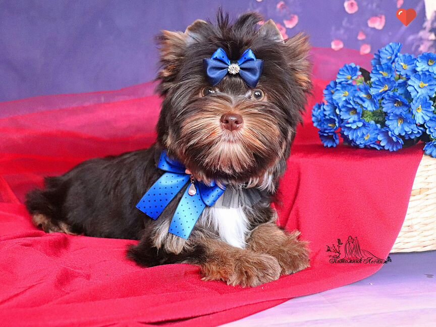 Русские салонные собаки - мальчики