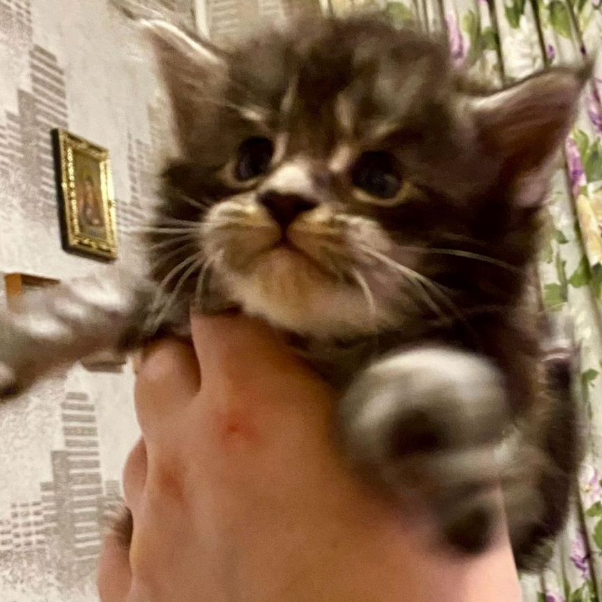 Мейн-кун котёнок