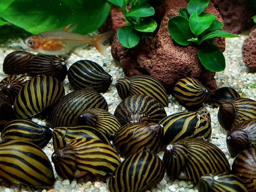 Улитки неретина зебра