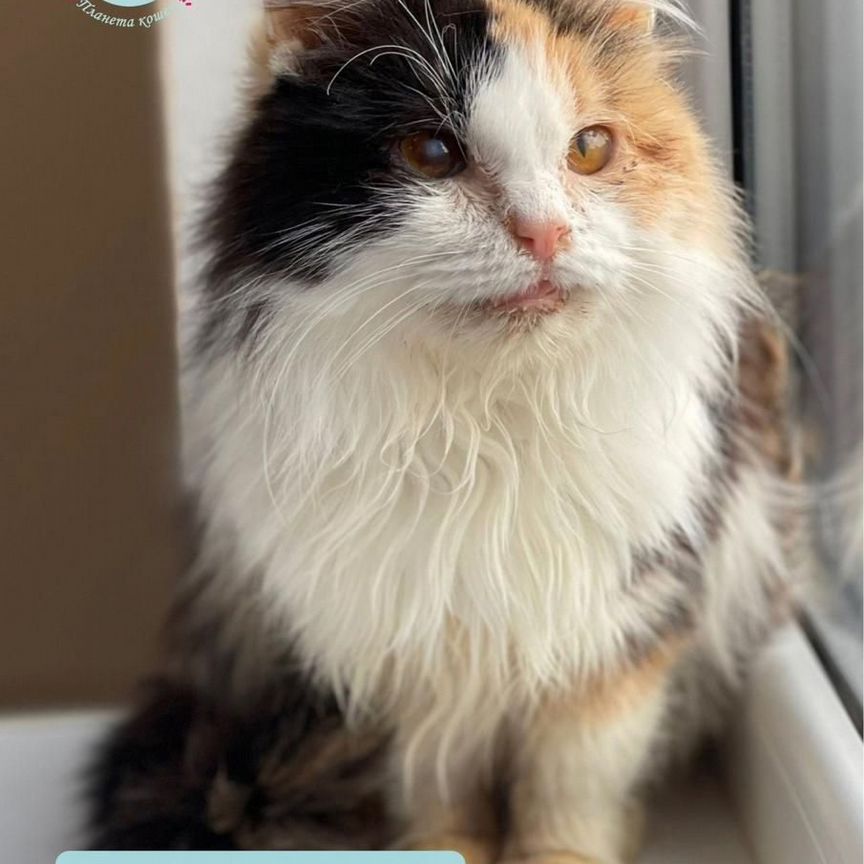 Трех цветная кошечка в добрые руки