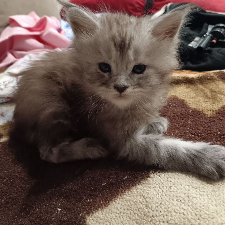 Котёнок мейкуна