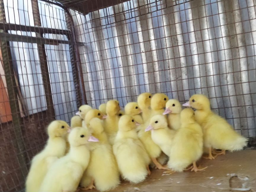 Индоутки белые