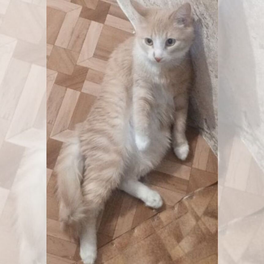 Котёнок в добрые руки