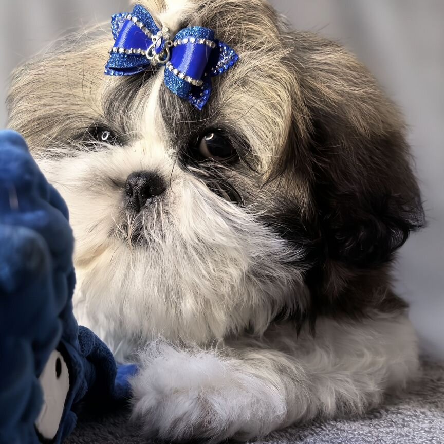 Ши-тцу, щенок