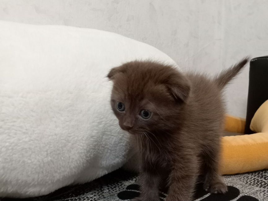Британские вислоухие котята