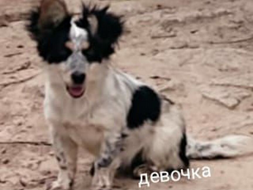 Собаченька чудесная Попрыгуша