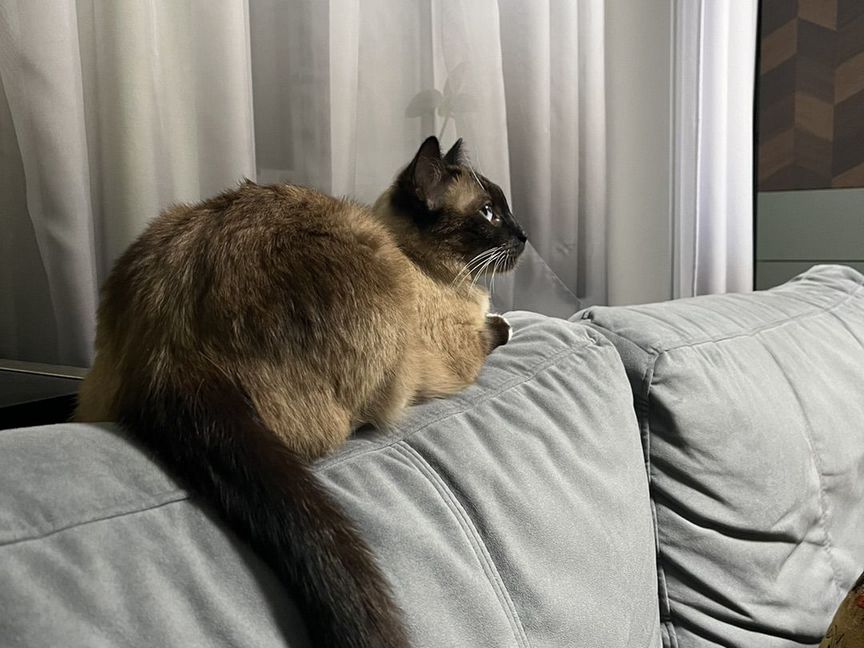 Кошка Сноу Шу в добрые руки