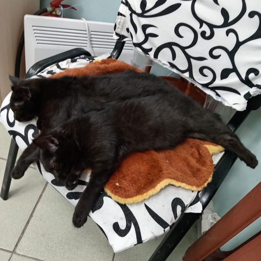 Котята подростки мальчики черные
