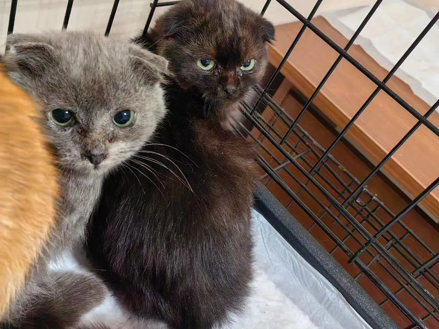 Котята бесплатно