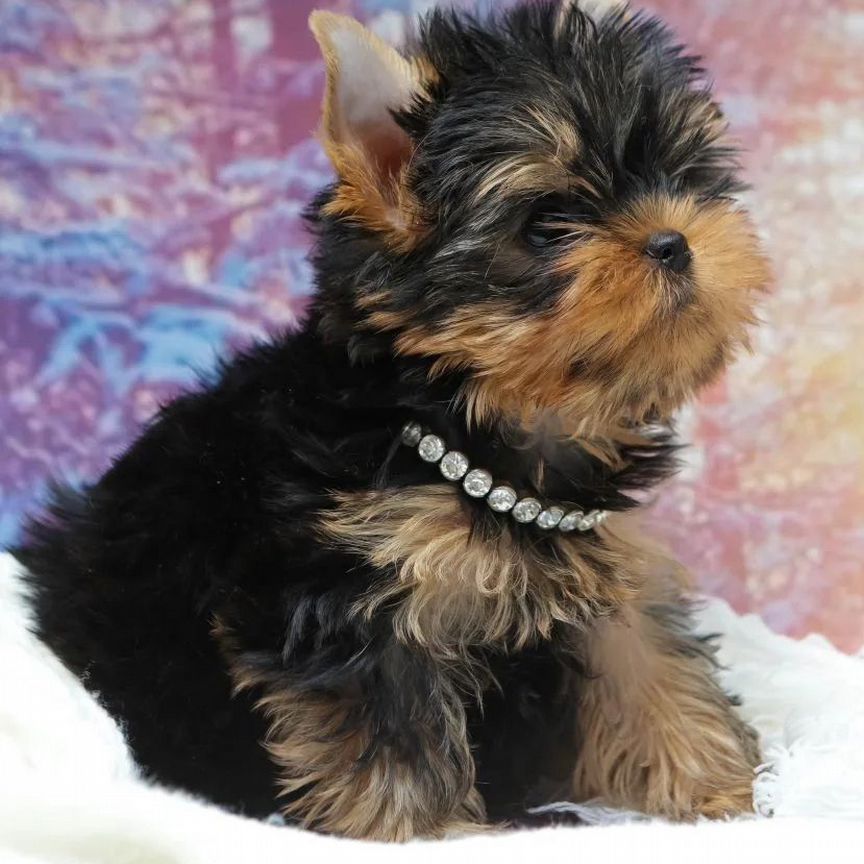 Йоркширский терьер, щенок