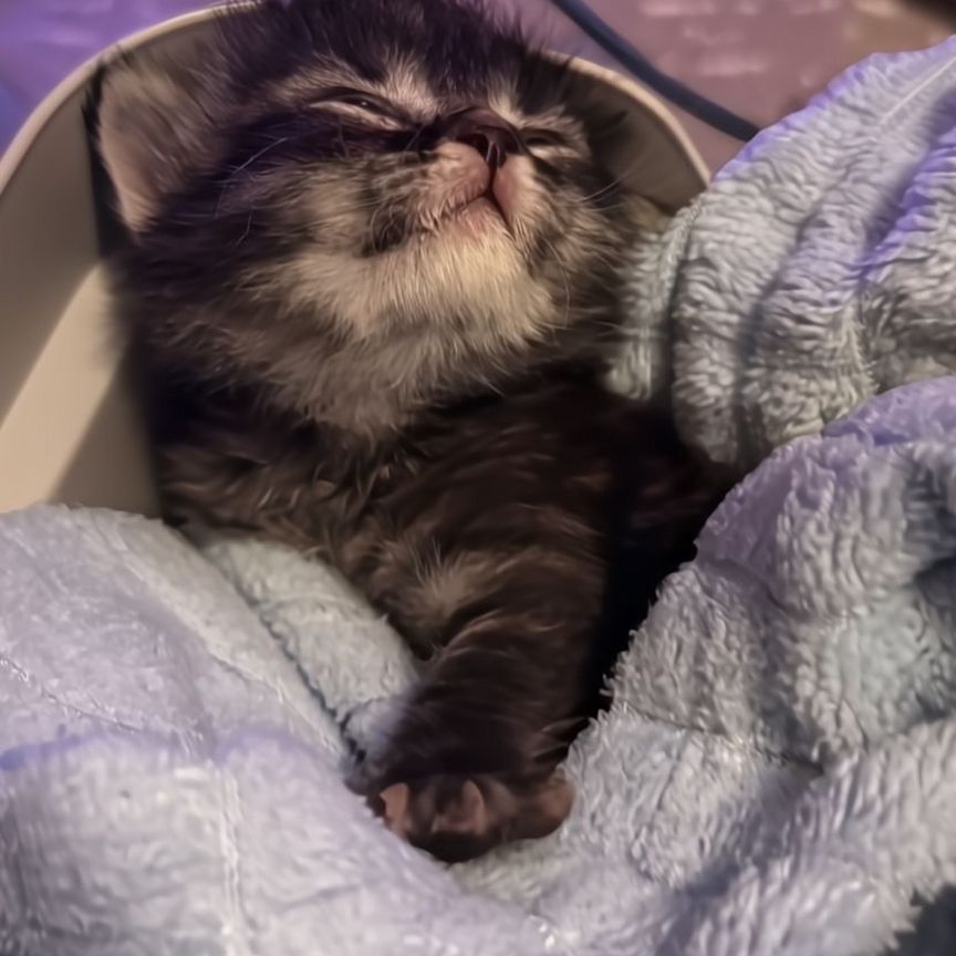 Котёнок в добрые руки