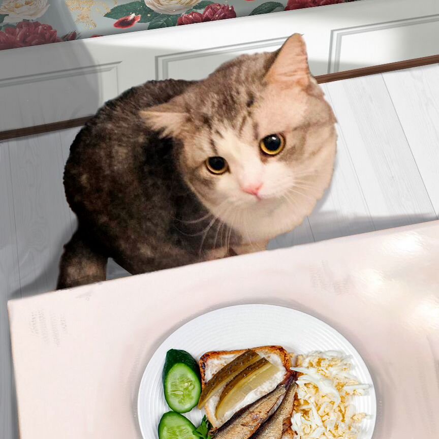 Котик в добрые руки