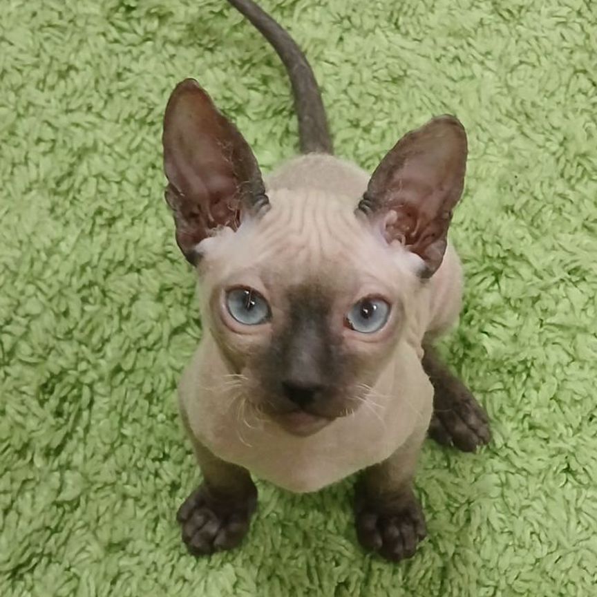 Канадский сфинкс котёнок