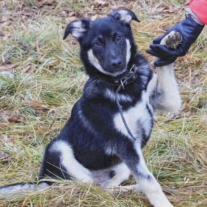 Щенок Бруно, 4 мес., кастрирован