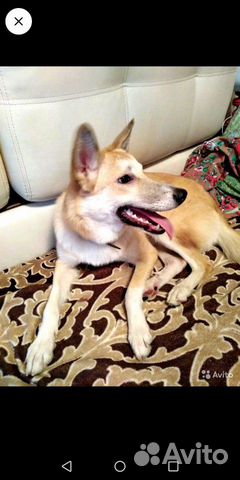 Небольшая собачка