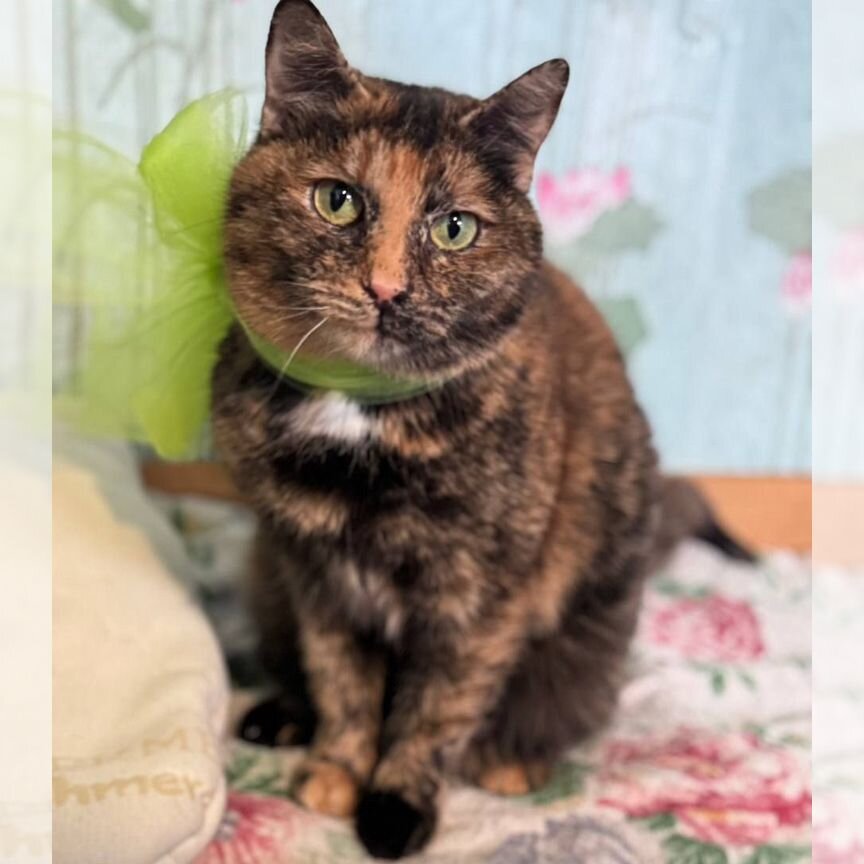 Взрослая, кошка в добрые руки