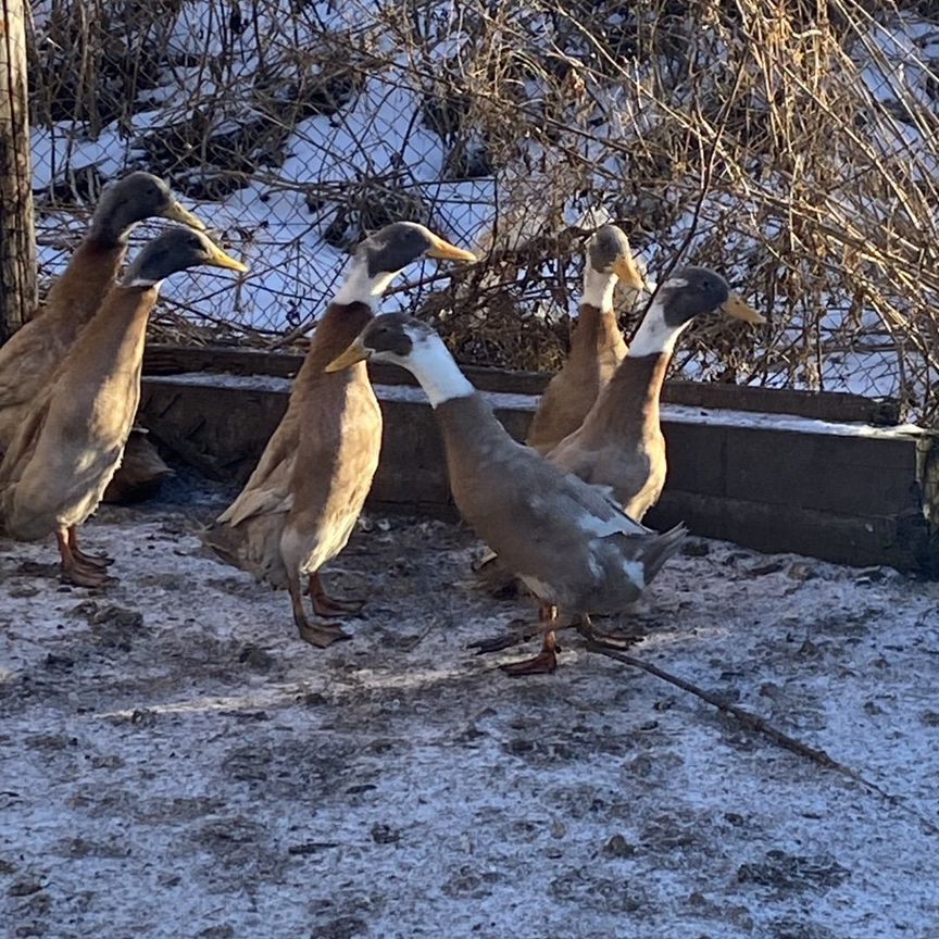 Утки-бегунки